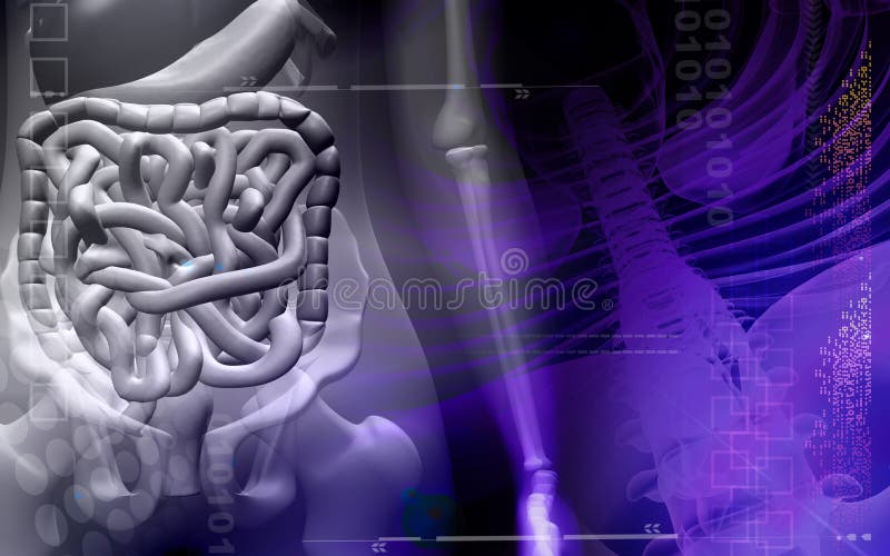 Female Human Digestive System Stock Illustration - Illustration of ...