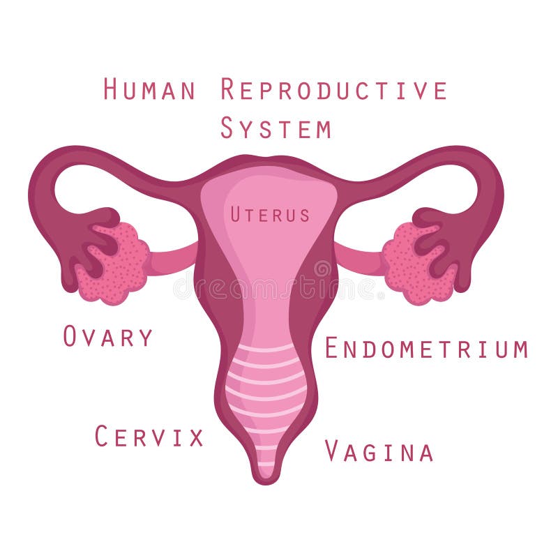 Female Human Reproductive System Anatomy Parts Organ Stock Vector