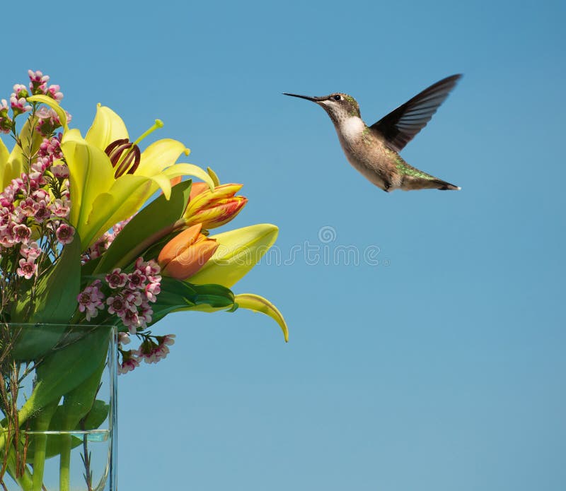 Female Humingbird in Motion. Stock Photo - Image of bird, speed: 15341346