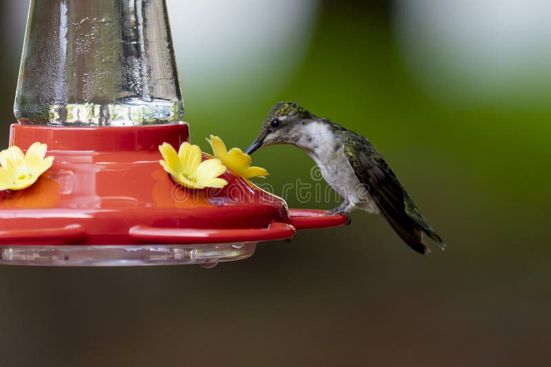 Female Hummingbird Drinking Stock Photo - Image of nature, drinking ...