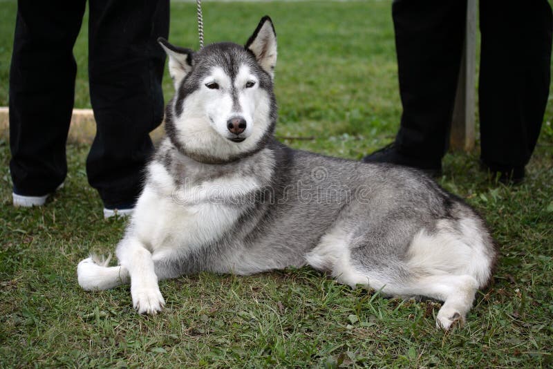 Female Husky stock photo. Image of rest, obedient, domestic - 6702450
