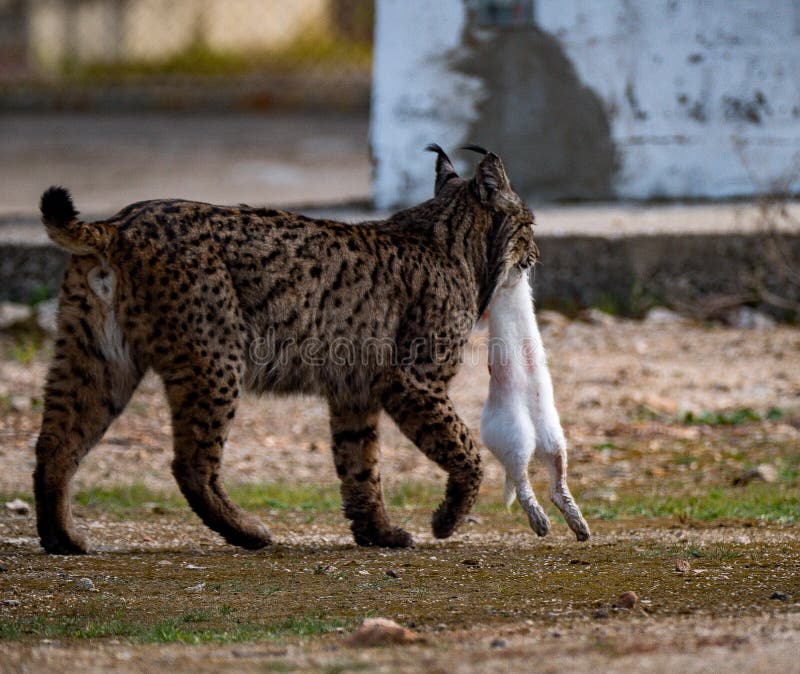 Iberian Lynx Eating
