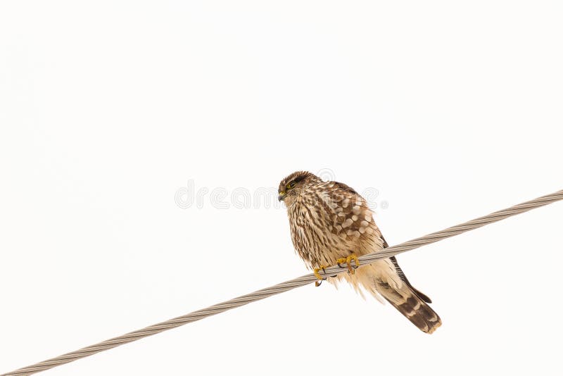 A Female/immature Merlin on a Wire Stock Photo - Image of feathers ...
