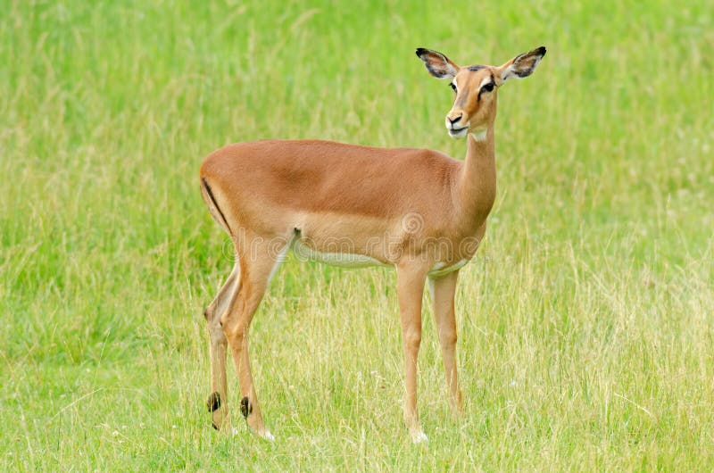 Female Impala stock photo. Image of outdoors, mammal - 20174622