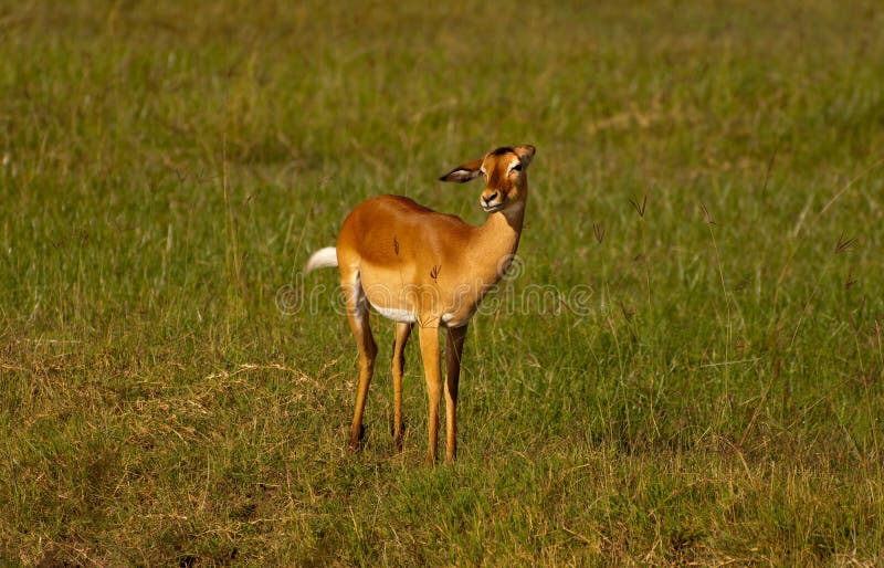 Impala stock photo. Image of safari, wildlife, nakuru - 10776064