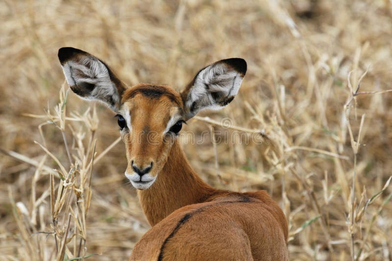 Impala Antilope South Africa Stock Image - Image of wilderness, animal ...