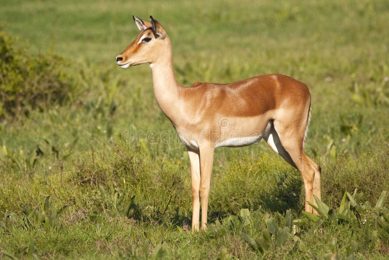 Female impala stock image. Image of mammals, game, impala - 8802177