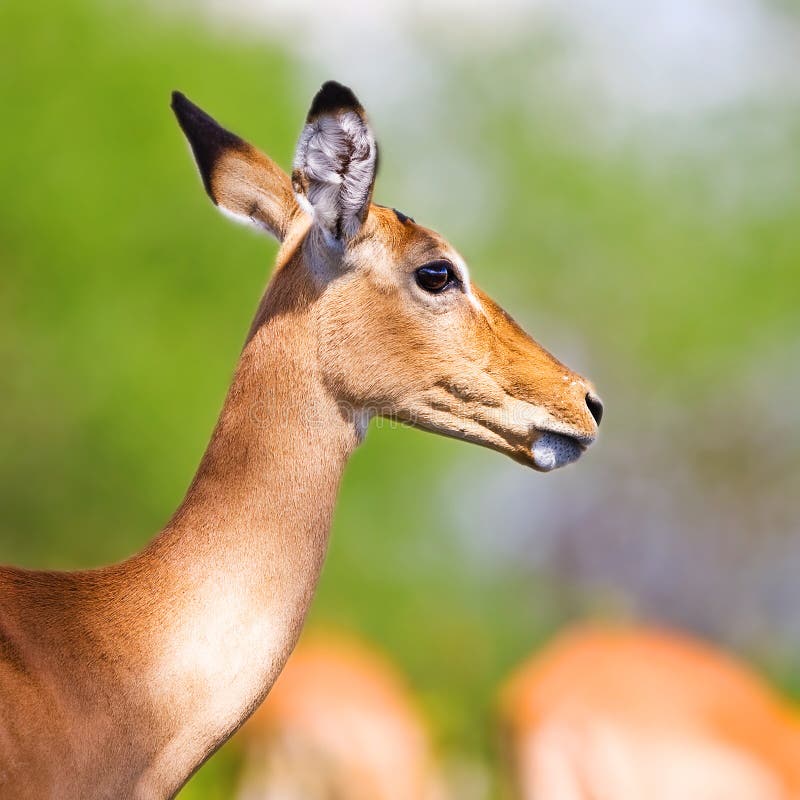 Female impala antelope stock photo. Image of national - 22392694
