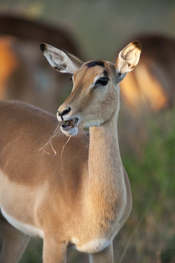 Female Impala Antelope Aepyceros Melampus with Its Calf Stock Photo ...
