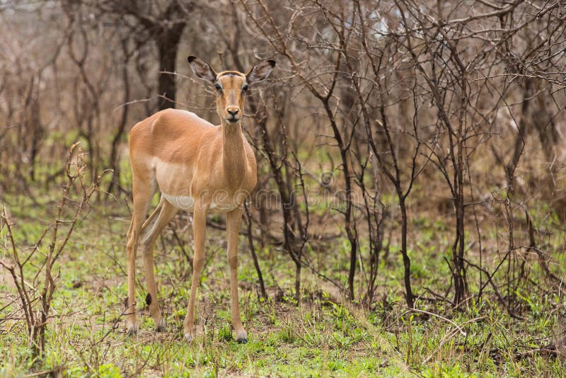 Female impala stock photo. Image of eyes, wild, grassland - 46569152