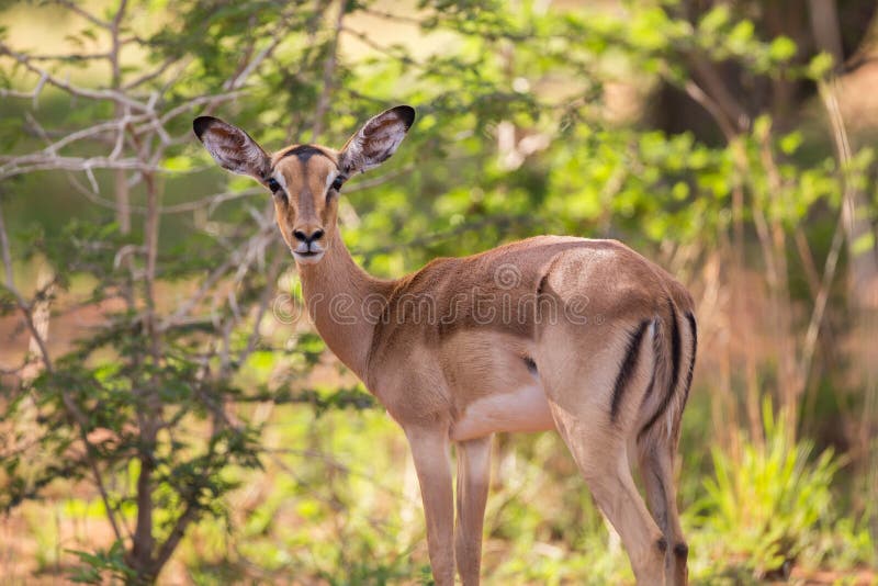 Female Impala stock image. Image of hoofed, grazing, safari - 66565793