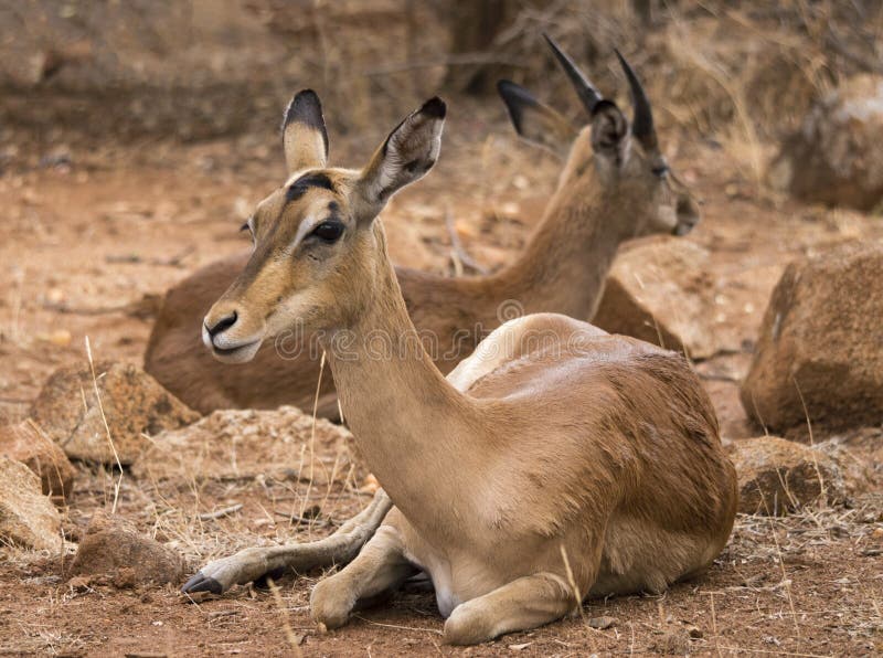 248 Antelope Lying Down Stock Photos - Free & Royalty-Free Stock Photos ...
