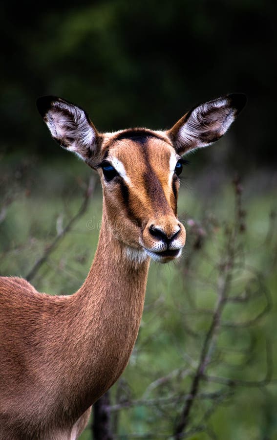 Female Impala portrait stock image. Image of tree, portrait - 197650785