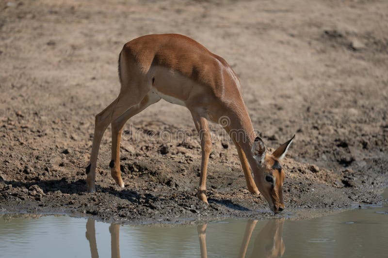 Female Impala Stands Drinking from Muddy Waterhole Stock Image - Image of nature, africa: 367817541