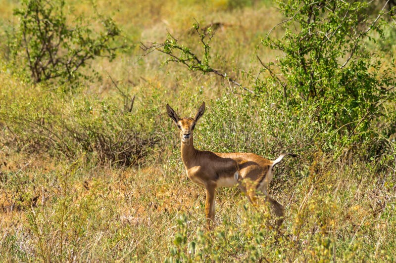 Female Impala with Young Impalas, Samburu Game Stock Photo - Image of ...