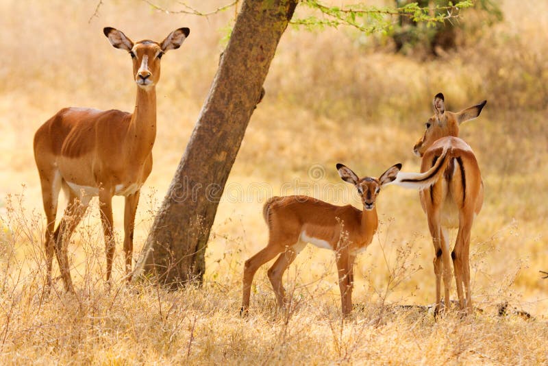 Female Impalas Crossing the Road in the Tarangire National Park Stock ...