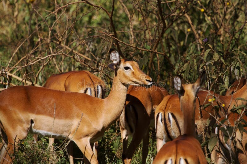Female Impalas Crossing the Road in the Tarangire National Park Stock ...