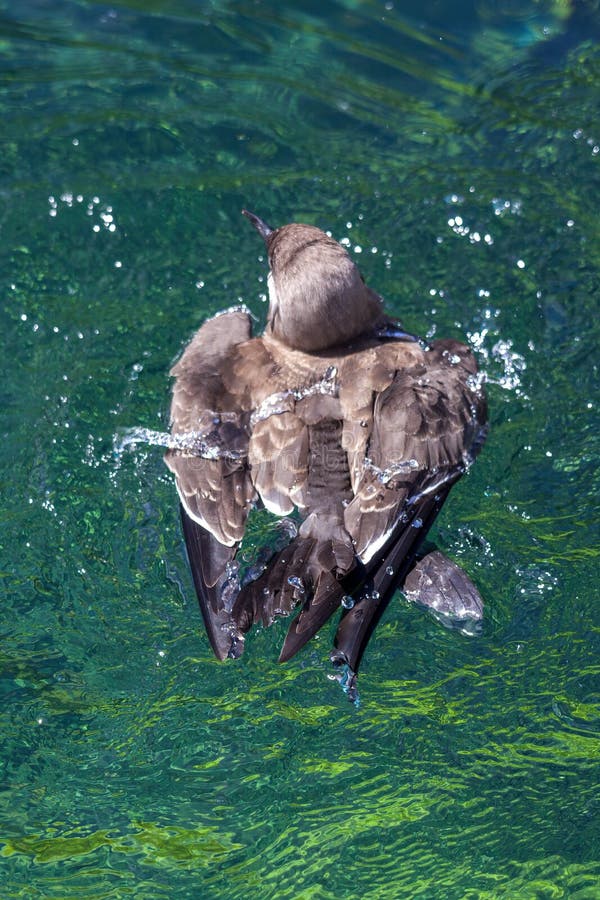 Female Inca Tern Larosterna Inca Stock Image - Image of island, animal ...