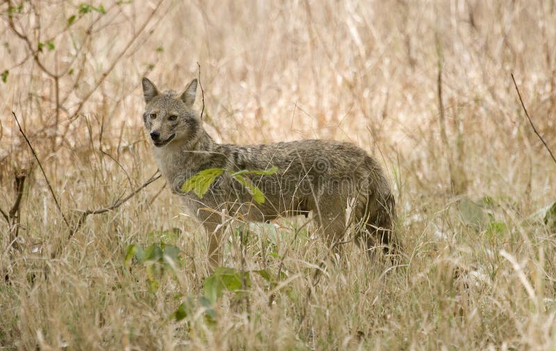 Female Indian Jackal in Its Habitat Stock Photo - Image of beautiful ...