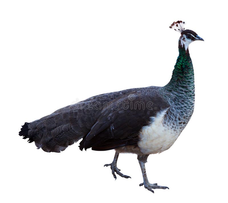 Peafowl Female Peacock Flying Bird Grazing Feeding Wild Animal Stock ...
