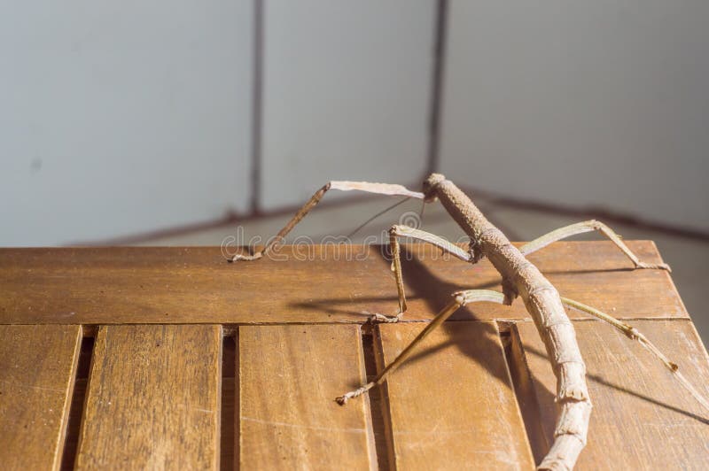 Female Insec Stick on a Wooden Bench with Copy Space, Phasmatidae Stock ...
