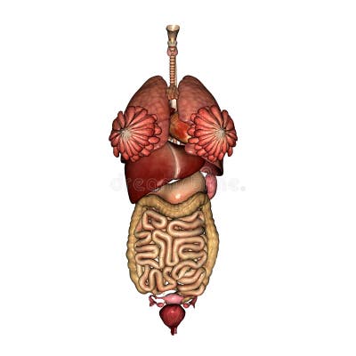 Female Internal Anatomy stock illustration. Illustration of science ...
