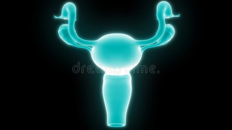 Female Internal Organs Reproductive System Anatomy Stock Illustration ...