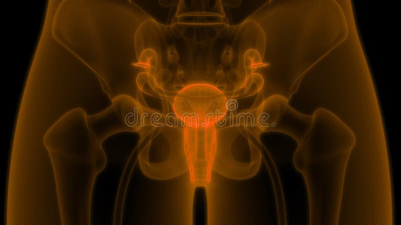 Female Internal Organs Reproductive System Anatomy Stock Illustration ...