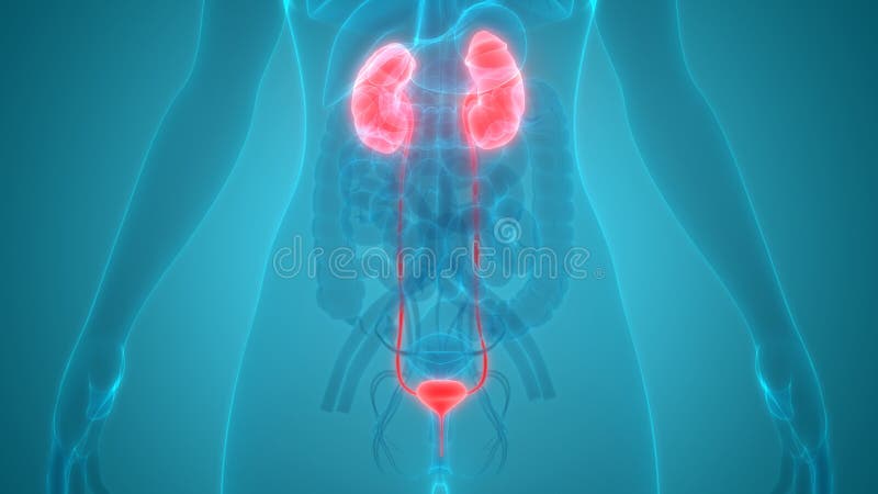 Female Internal Organs Urinary System Kidneys with Bladder Anatomy ...