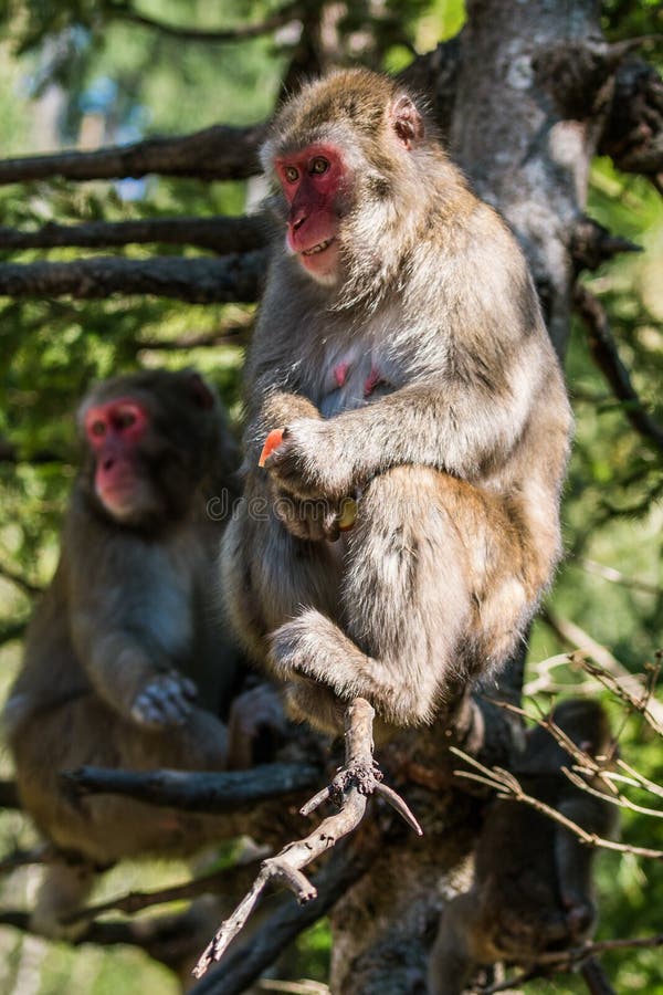 Female Japanese Makak Monkey Stock Photo - Image of flea, face: 102279566