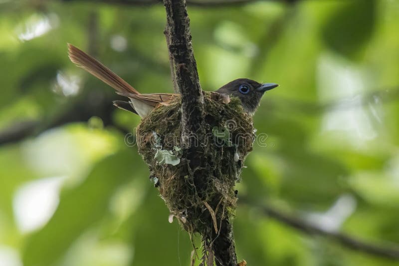 Female Japanese Paradise Flycatcher Brooding of Eggs in Its Nest Stock ...