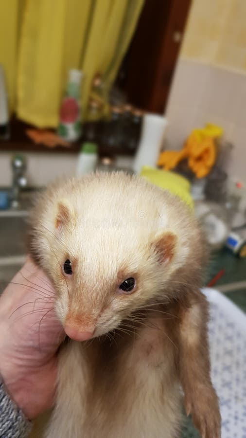 Female Jill Polecat Ferret 1 Year Old Stock Image - Image of wildlife ...