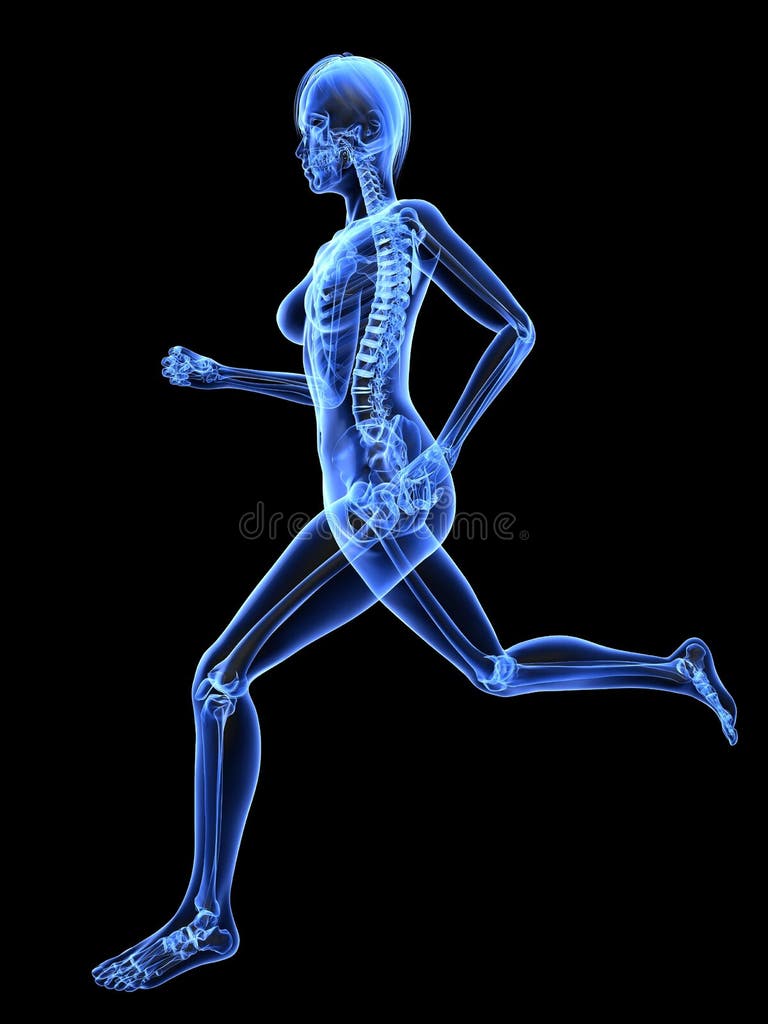 Female Anatomy Running Stock Illustrations – 429 Female Anatomy Running ...