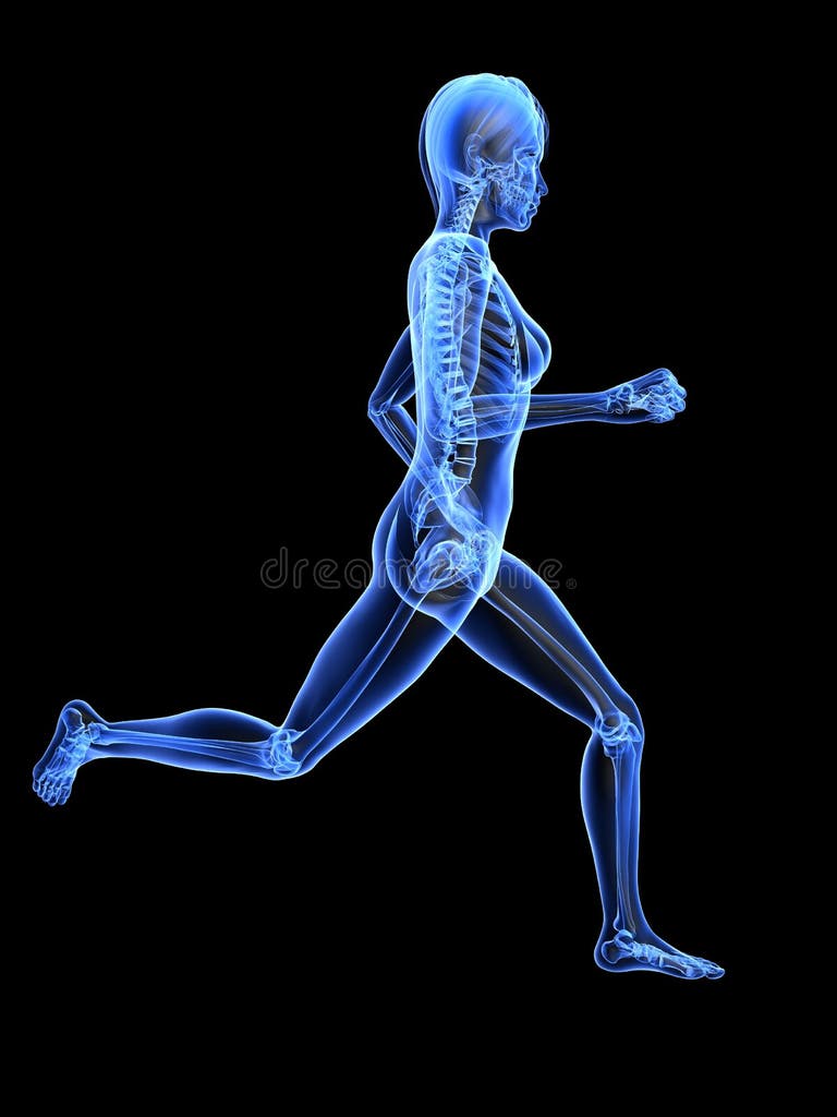 Female Runner Anatomy Stock Illustrations – 210 Female Runner Anatomy ...