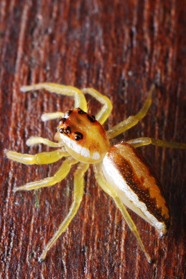 Female Jumper Spider stock image. Image of fear, danger - 15015507