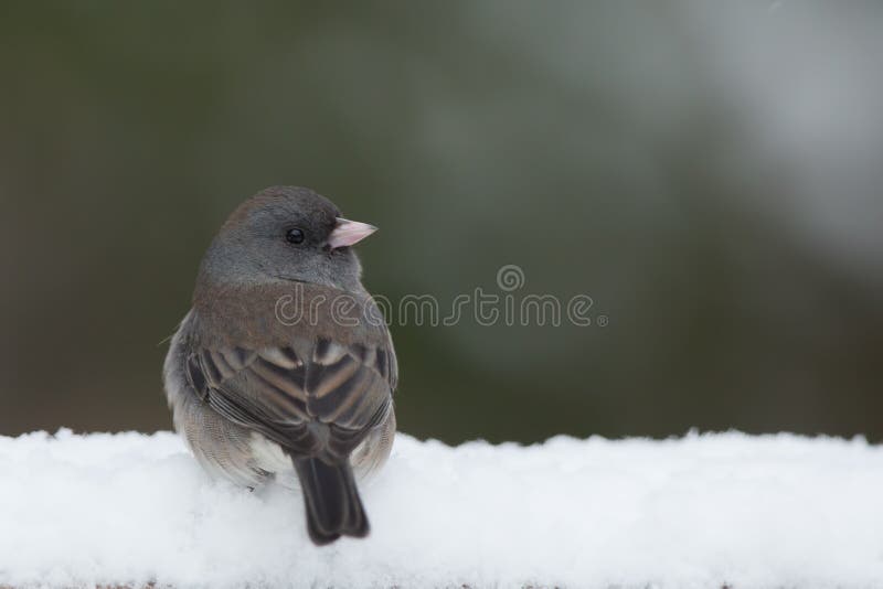 Female Junco in snow stock image. Image of female, fauna - 49509707