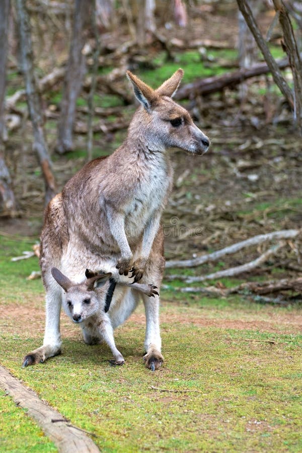 Female Kangaroo with a Joey Stock Photo - Image of gray, natural: 23985872