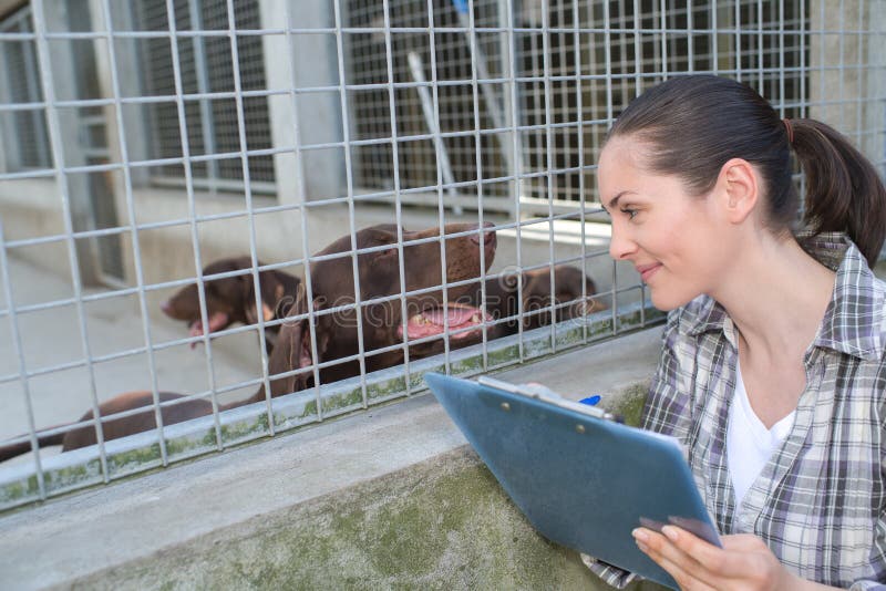 Female Kennel Employee Checking Dogs State Stock Photo - Image of fence ...