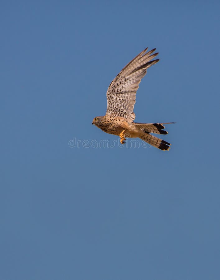 Female Kestrel flying stock photo. Image of tinnunculus - 57658108