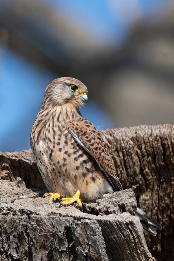 Female Kestrel Perched on a Tree Stock Photo - Image of common, world ...