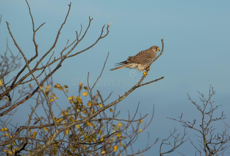 Tinunculus Perches Stock Photos - Free & Royalty-Free Stock Photos from ...