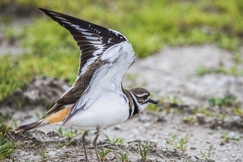 Female Killdeer bird stock photo. Image of camouflage - 76388556