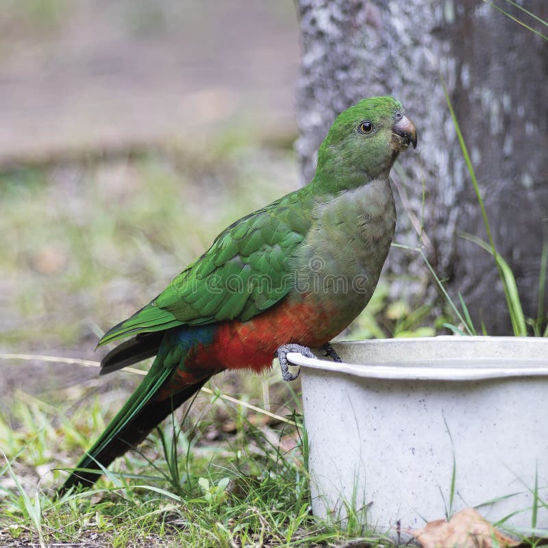 Female king parrot stock photo. Image of native, male - 139458404