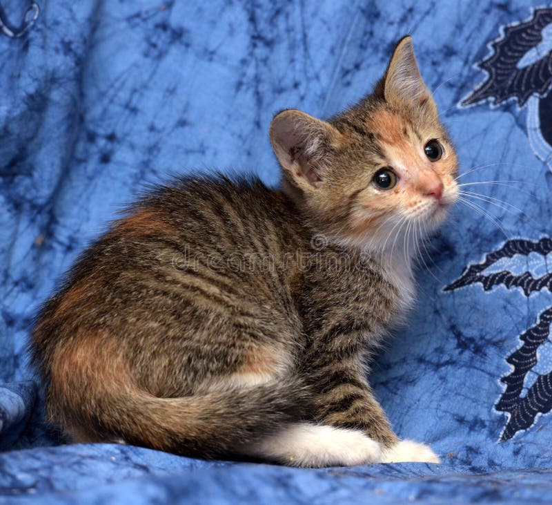 Female kitten three colors stock photo. Image of animal - 186474260