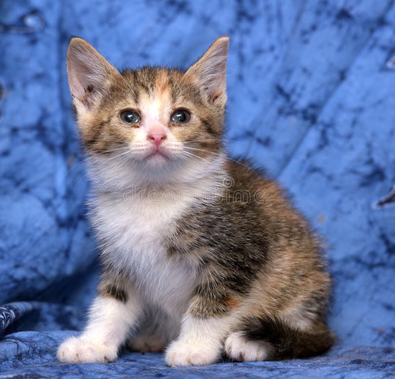 Female kitten three colors stock photo. Image of animal - 186474260