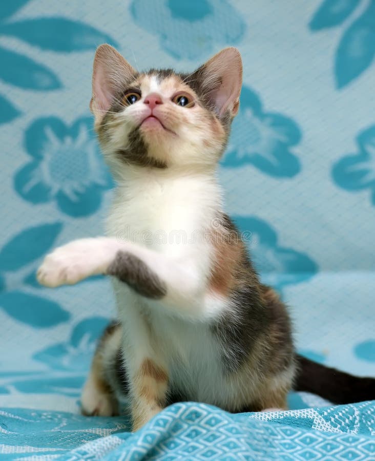 Female kitten three colors stock image. Image of adorable - 186474273