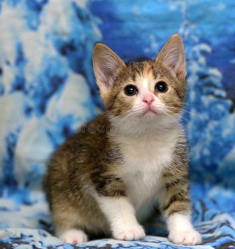 Female kitten three colors stock image. Image of breed - 186474287