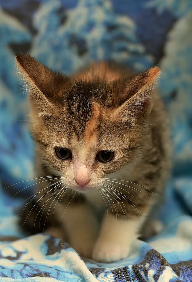 Female kitten three colors stock photo. Image of female - 186474340