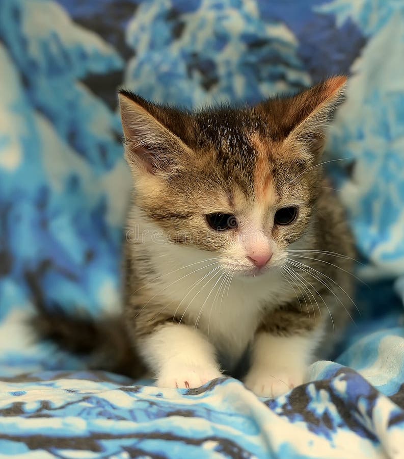 Female kitten three colors stock image. Image of gato - 186473573