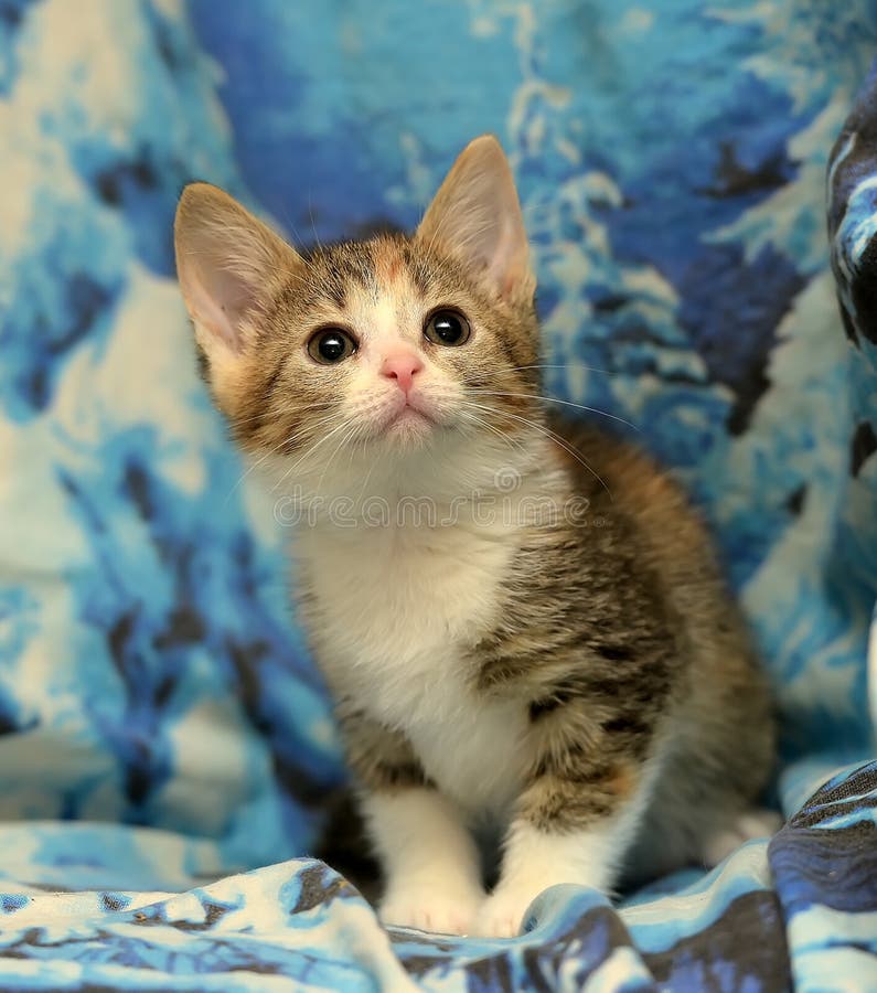 Female kitten three colors stock photo. Image of mammal - 186489882